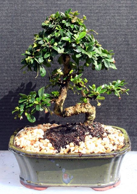 12yr Fukien Tea Bonsai Tree for Indoors. Flowers and Fruits 4x - Etsy