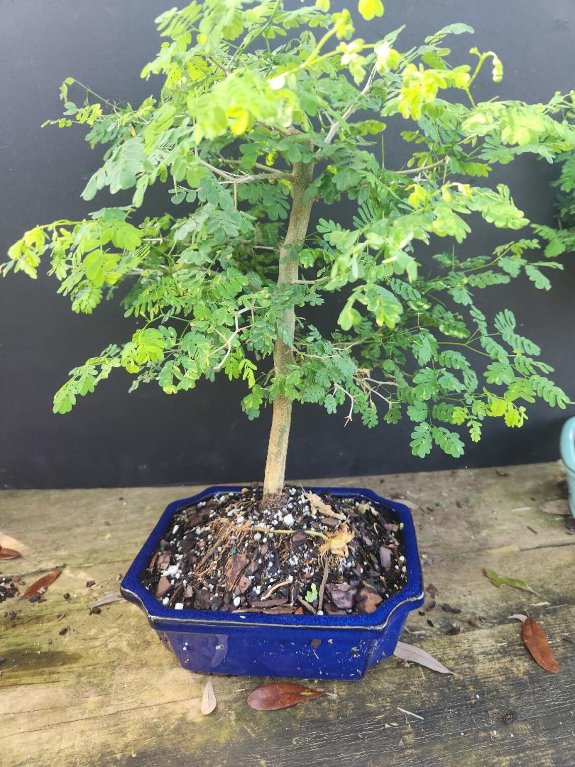 Dwarf Brazilian Raintree in 6inch Bonsai Pot. True Bonsai Indoor Tree ...