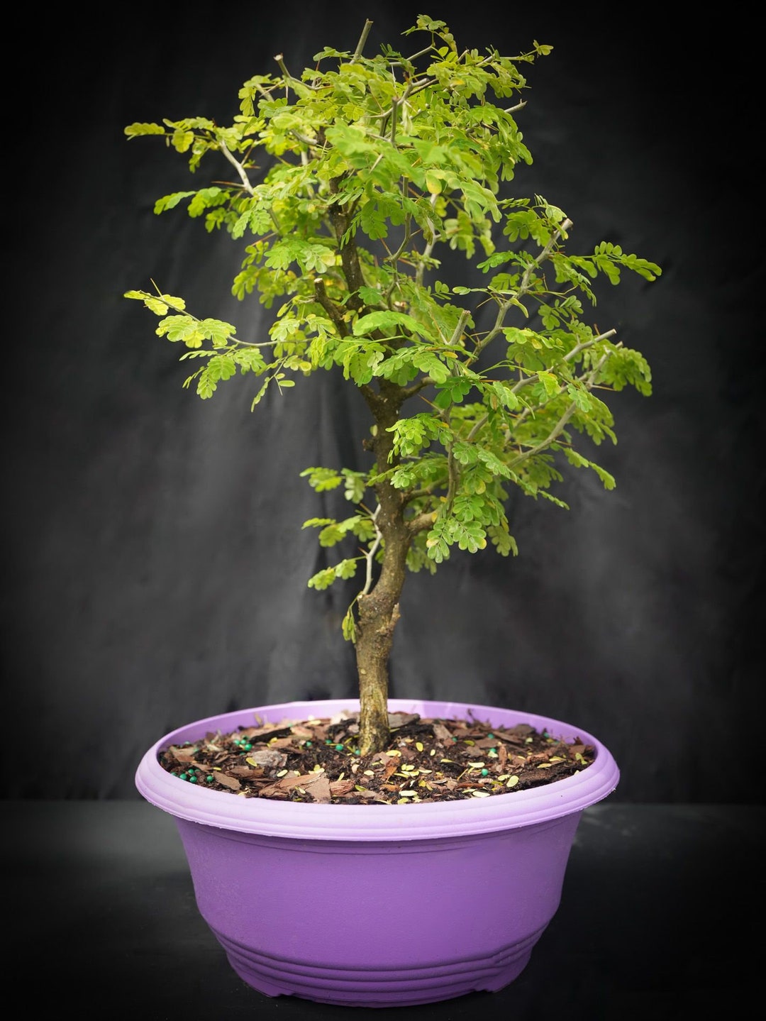 Lousbonsai.com Prebonsai Brazilian Raintree Save Money Use Your Own Pot ...