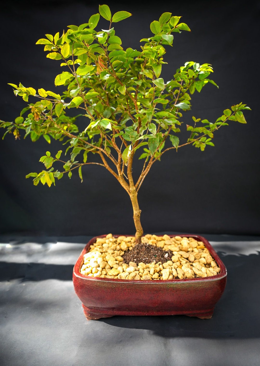 Jaboticaba Flowering Bonsai Tree by Lousbonsai. Indoors - Etsy