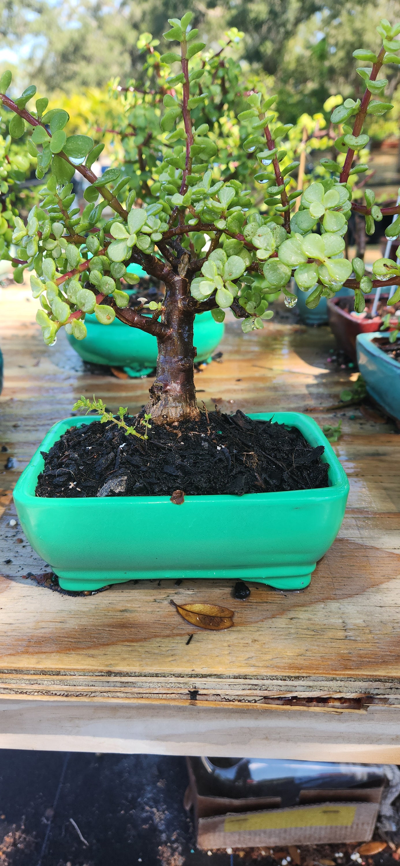 Varigated Dwarf Jade in 6inch Pot Lousbonsai - Etsy