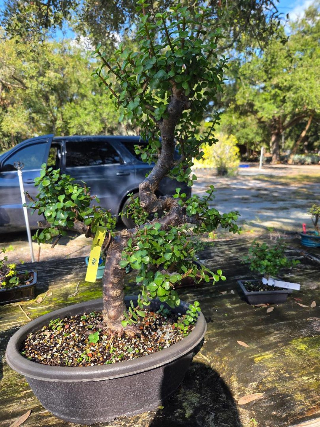 Large Dwarf Jade Bonsai Tree, Beginner Friendly - Etsy