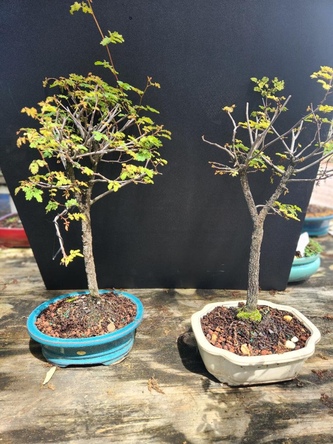 Divi Divi Rare Bonsai Tree Great for Indoors in Glazed Pot - Etsy