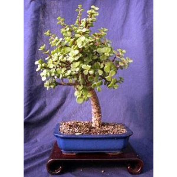 Jade Bonsai - Etsy
