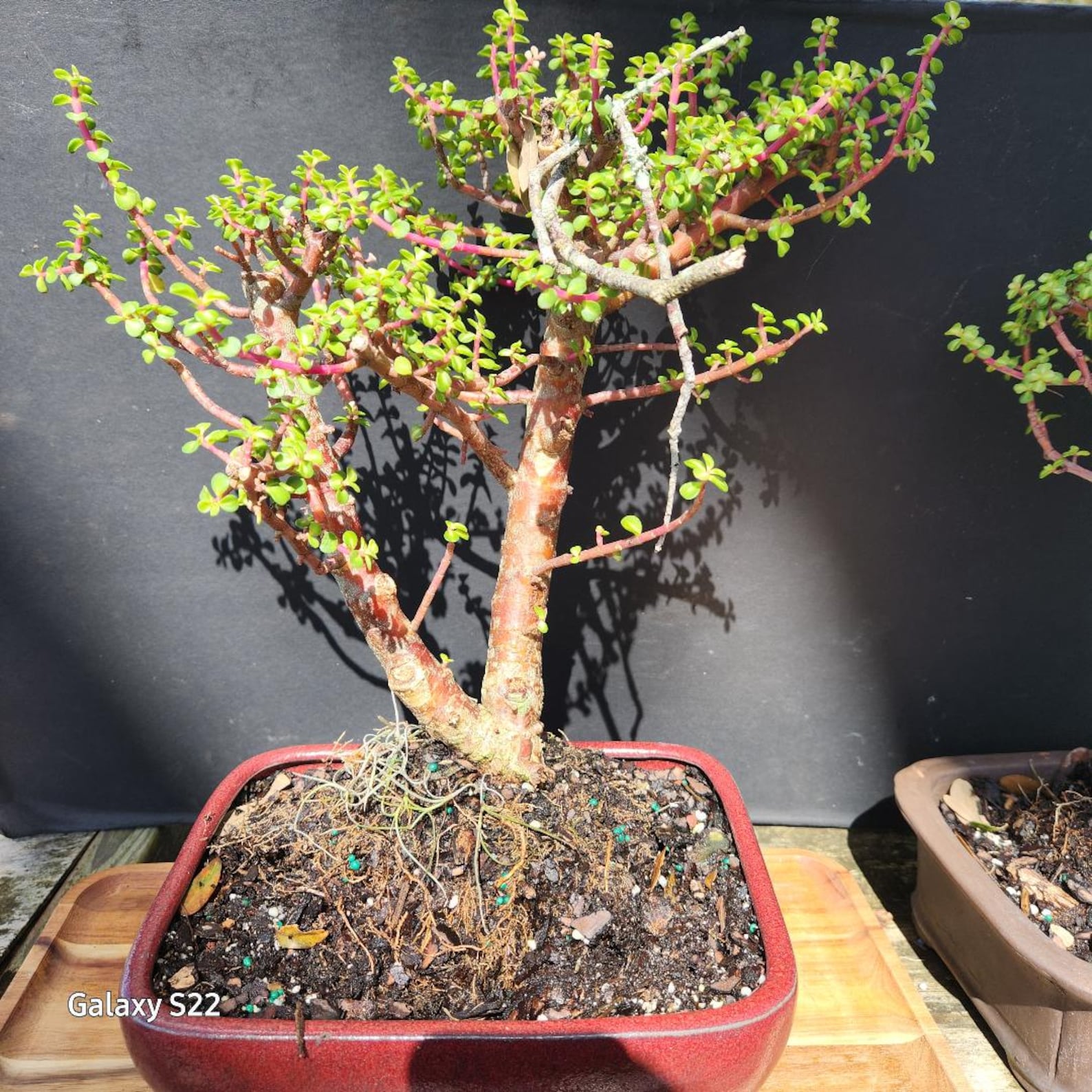 Lousbonsai.com Rare RAINBOW Jade Bonsai Tree. Indoor RARE 14INCHES ...
