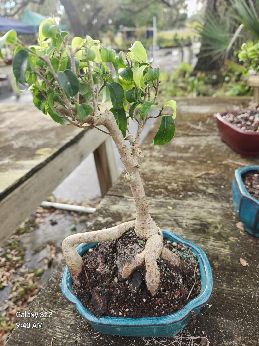 Lousbonsai.com Ficus Too Little Bonsai Tree for the Indoor Location ...