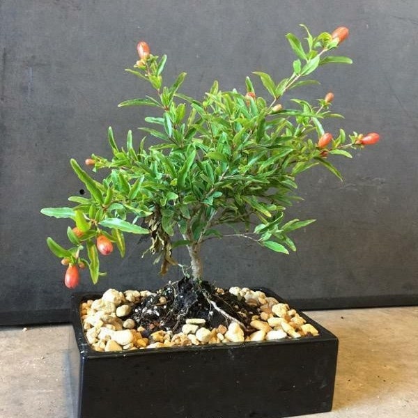 Pomegranate Bonsai - Etsy
