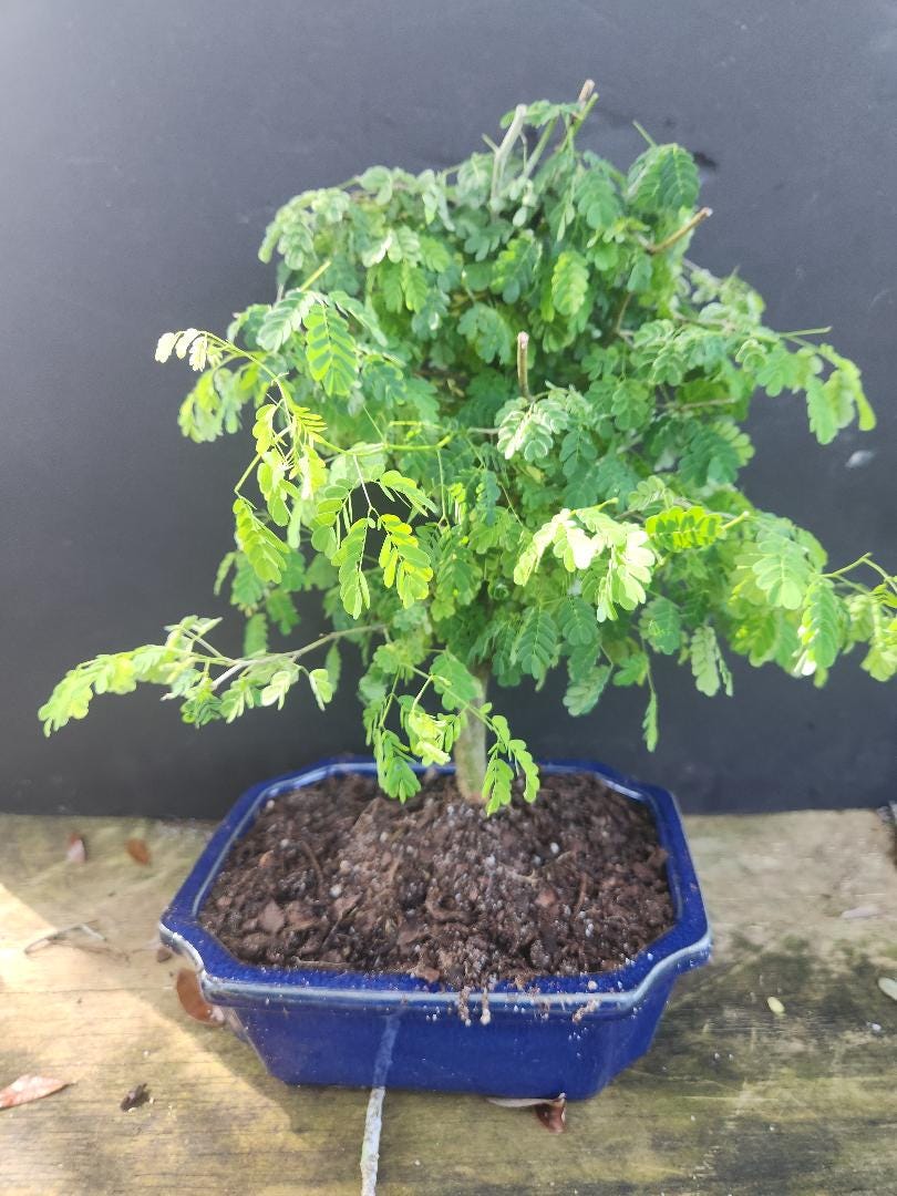 Dwarf Brazilian Raintree: Easy-care Indoor Plant (6 Inch Pot) - Etsy