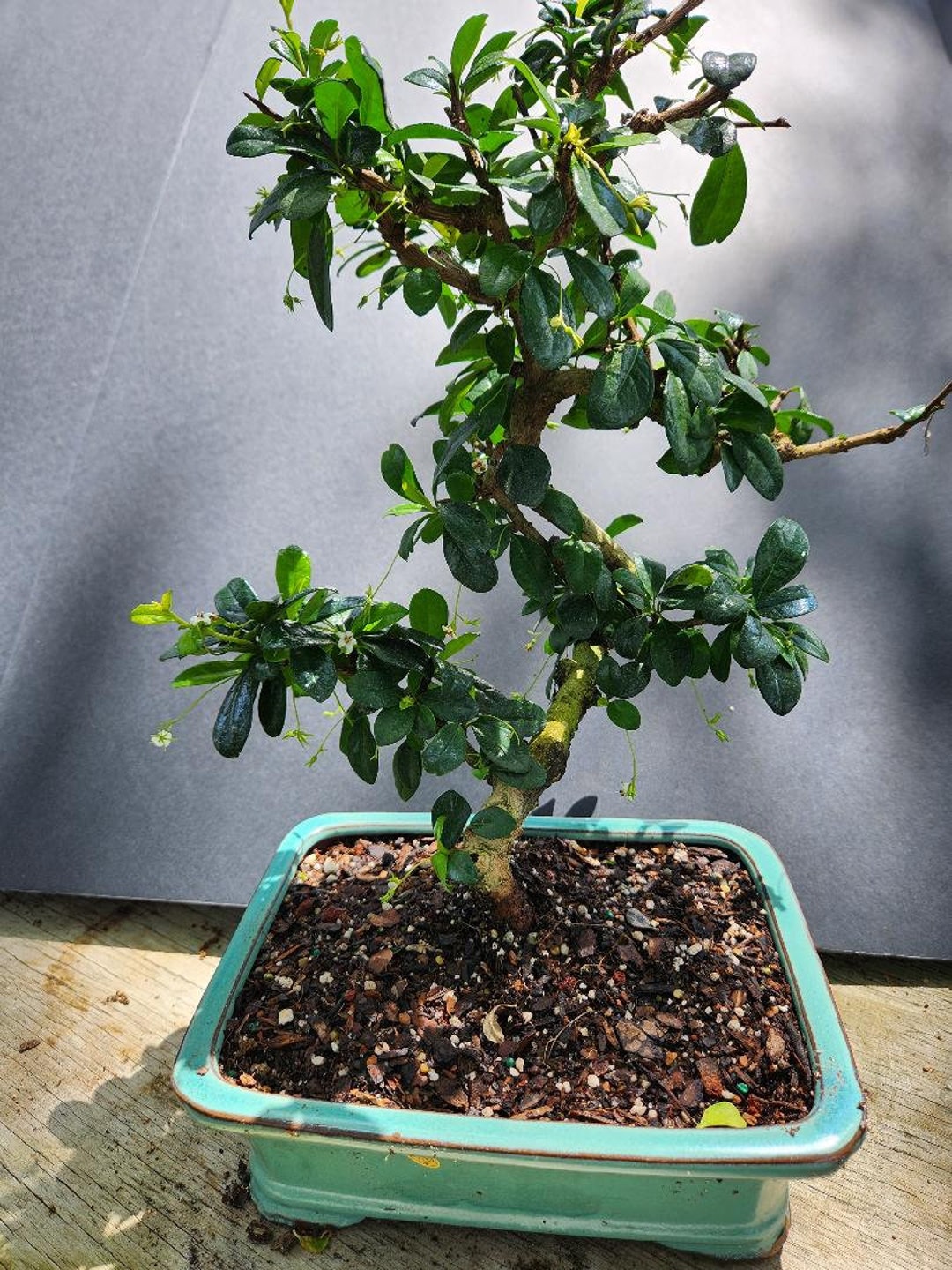 Lousbonsai.com Imported Traditional Fukien Tea Indoor Bonsai Tree ...