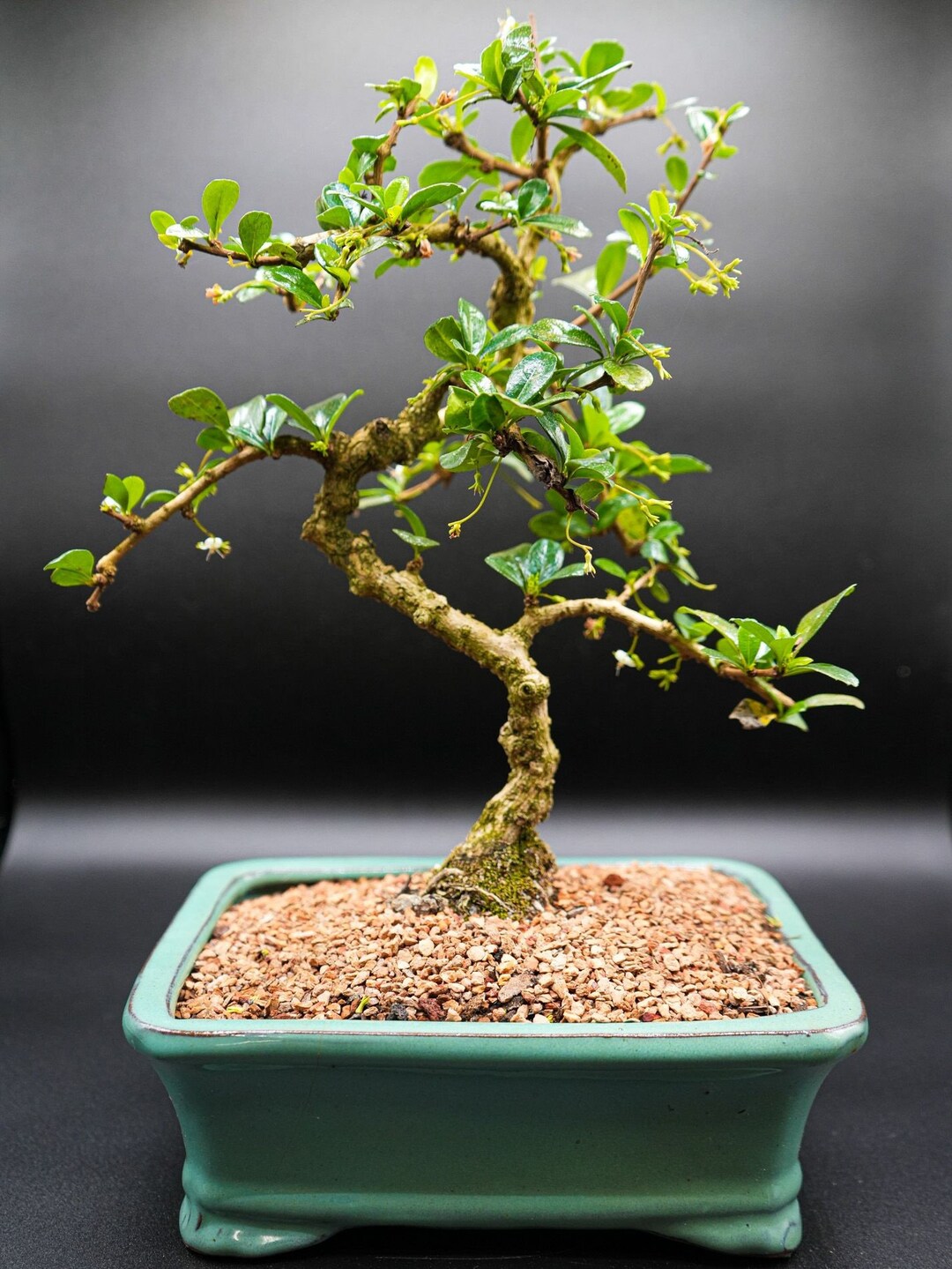 Flowering and Fruiting Fukien Tea Bonsai Tree. Beginner Tree, Low Light ...