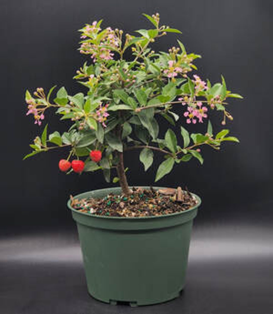 Dwarf Cherry Pre Bonsai Tree That Just Needs a Pot. Pink and Yellow ...