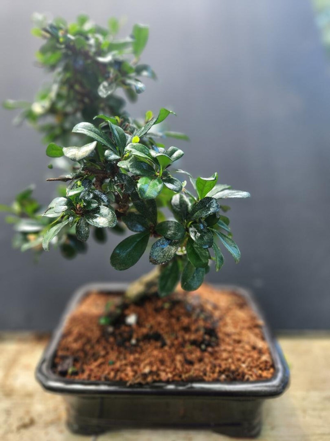 Lousbonsai.com Imported Traditional Fukien Tea Indoor Bonsai Tree ...