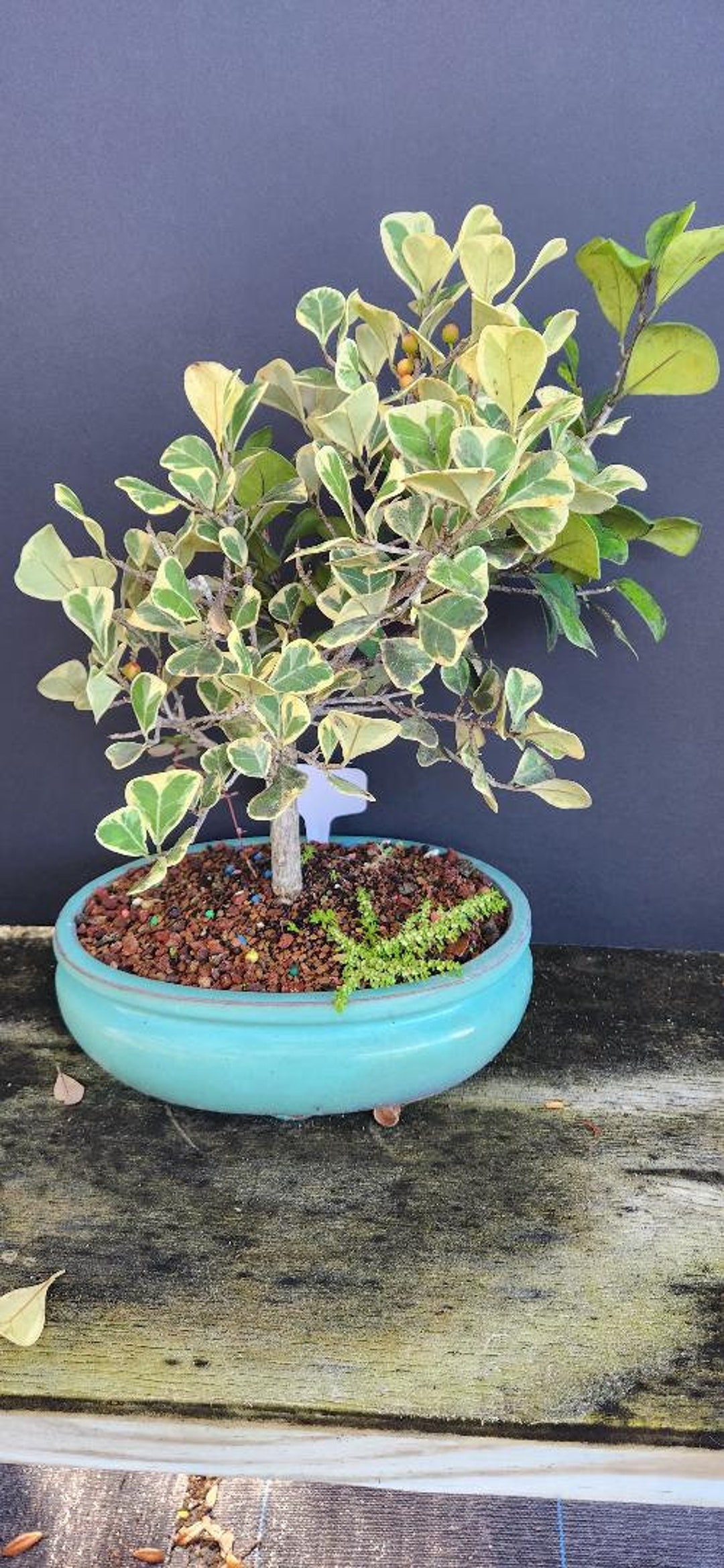 Lousbonsai.com Variegated Ficus With Figs Bonsai Tree for Indoors ...