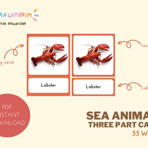Sea Animals Flash Cards • Montessori Three Part Cards • Real Images ...