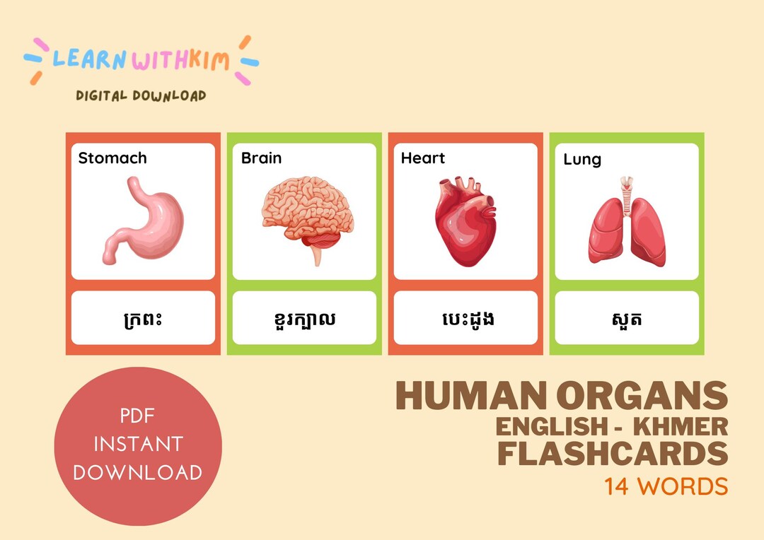 Khmer Montessori Human Organs Flash Cards • Medical School Printable ...