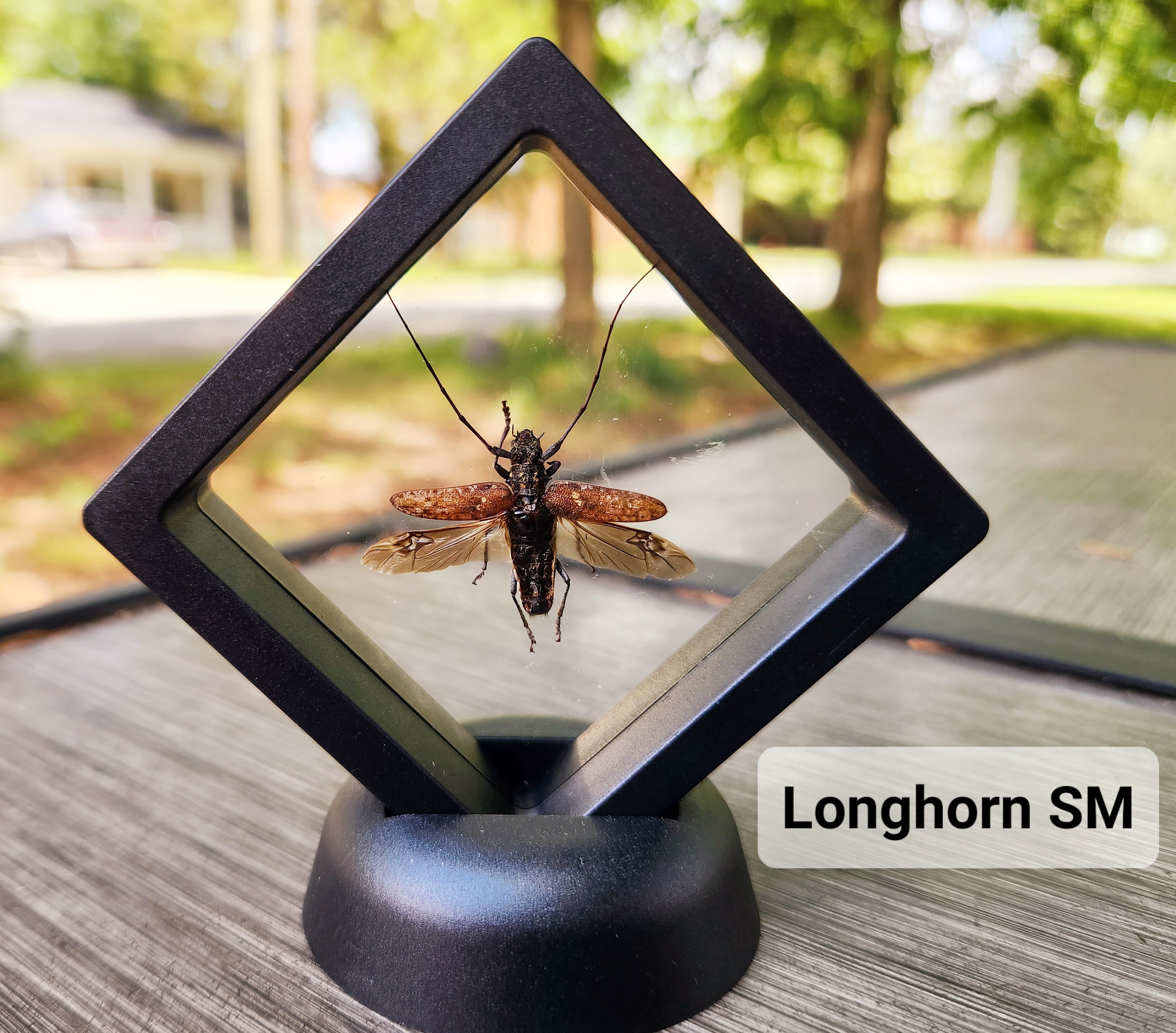 Insect and Bones Floating Frames! - Etsy
