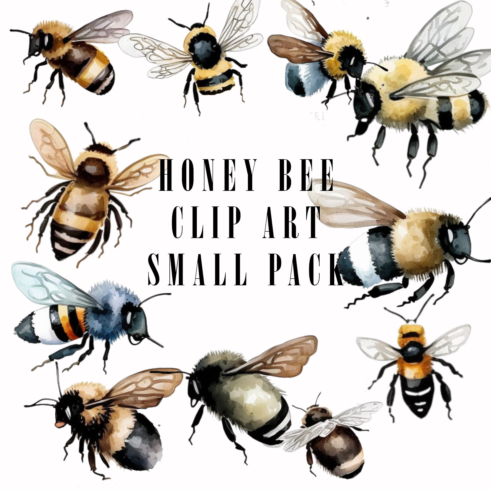 Watercolor Honey Bee Clipart Small Pack Spring Garden Bee Art - Etsy
