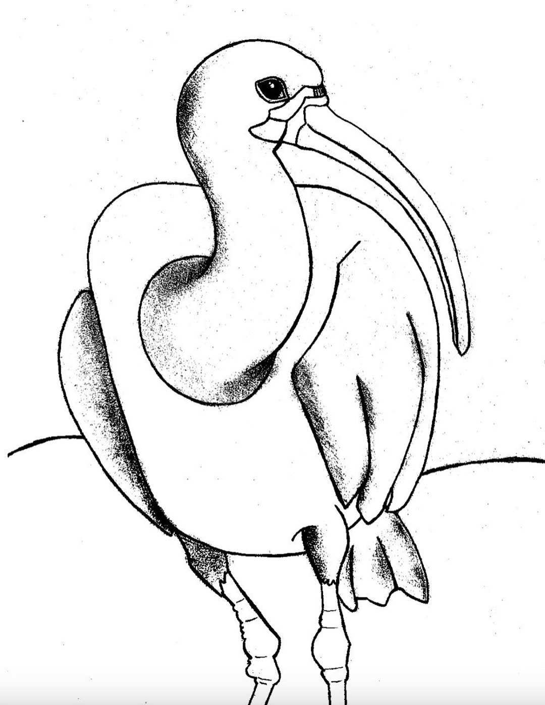 A Scarlet Ibis Coloring Page - Etsy