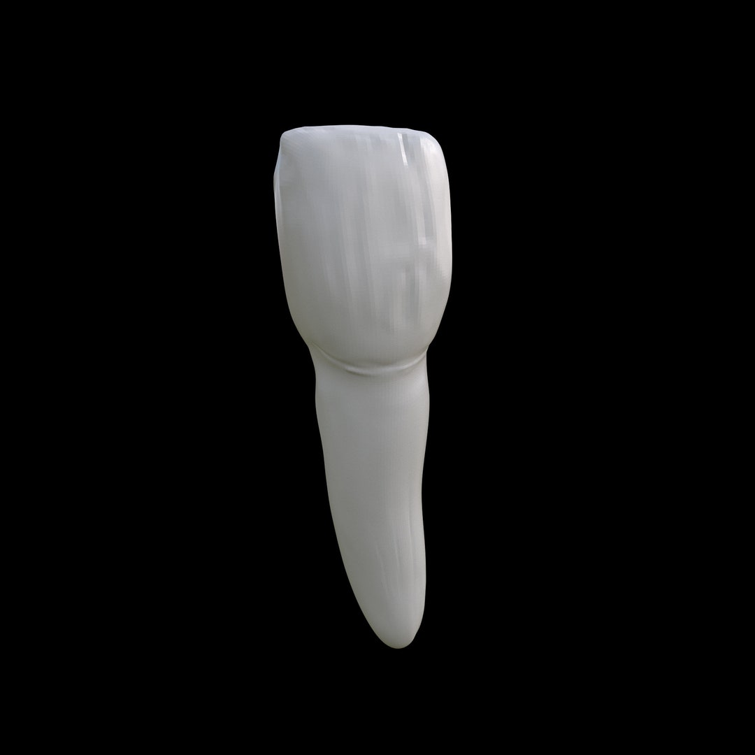 3D Printing Central Incisor Tooth Model Real Human Tooth STL File - Etsy