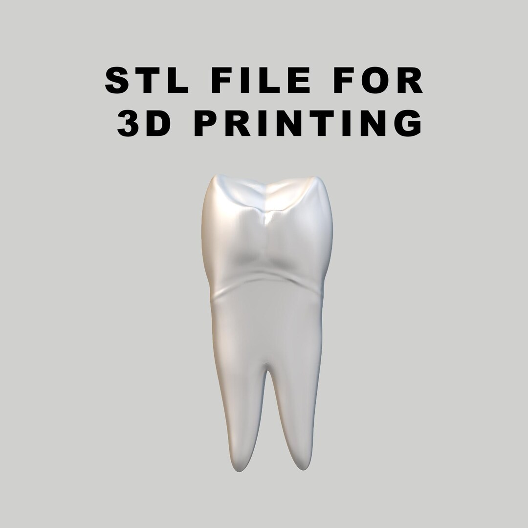 3D Printing First Premolar Tooth Model Real Human Tooth STL File - Etsy