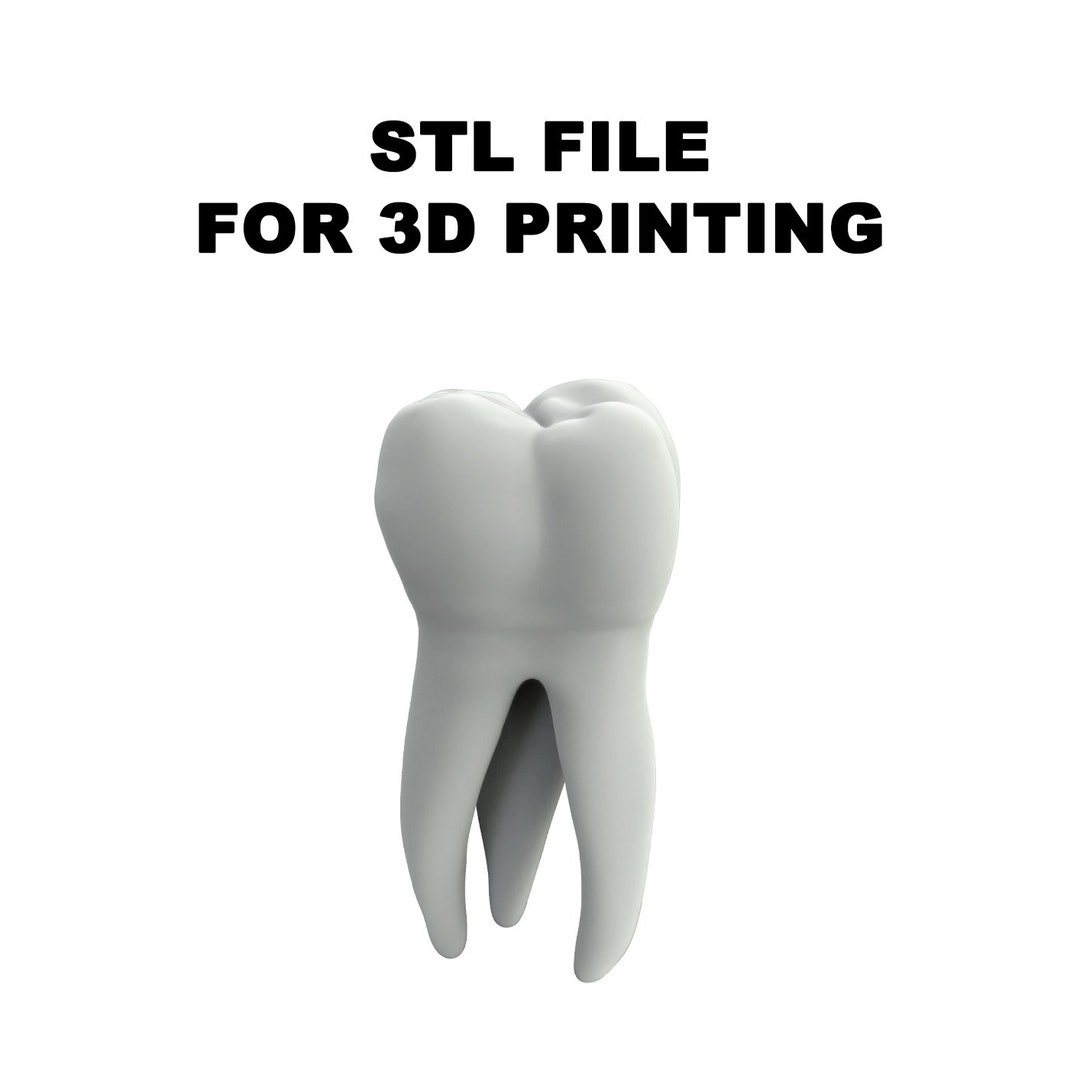 Modelo de diente molar de impresión 3D Archivo STL de diente humano ...