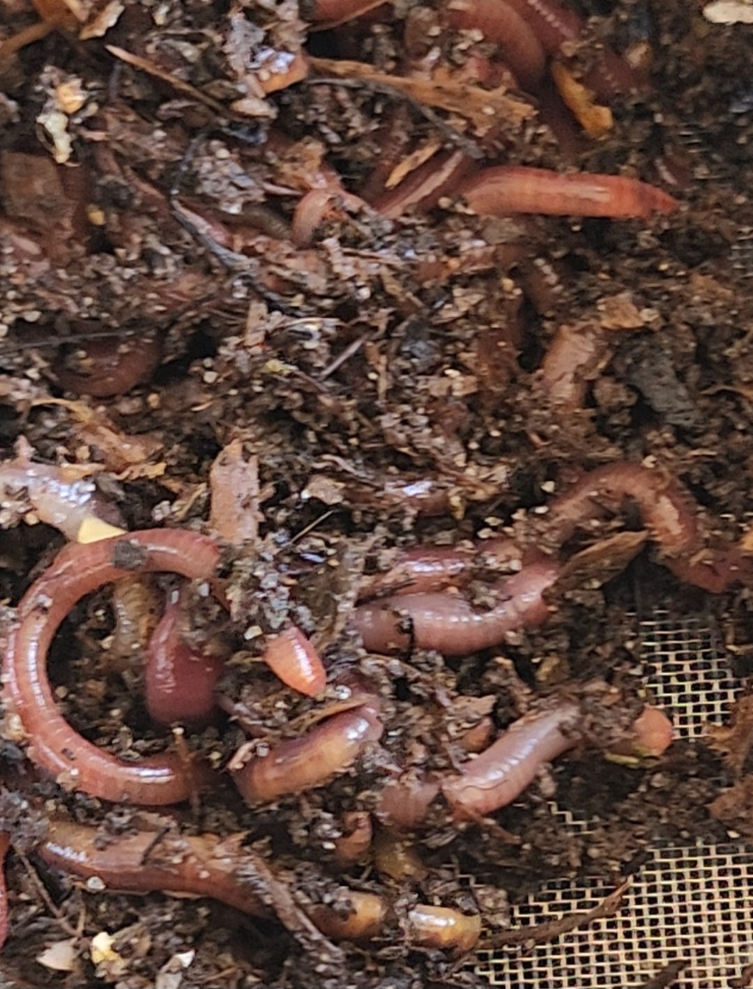 Live Red Wigglers Ultimate Compost Worms Organic - Etsy