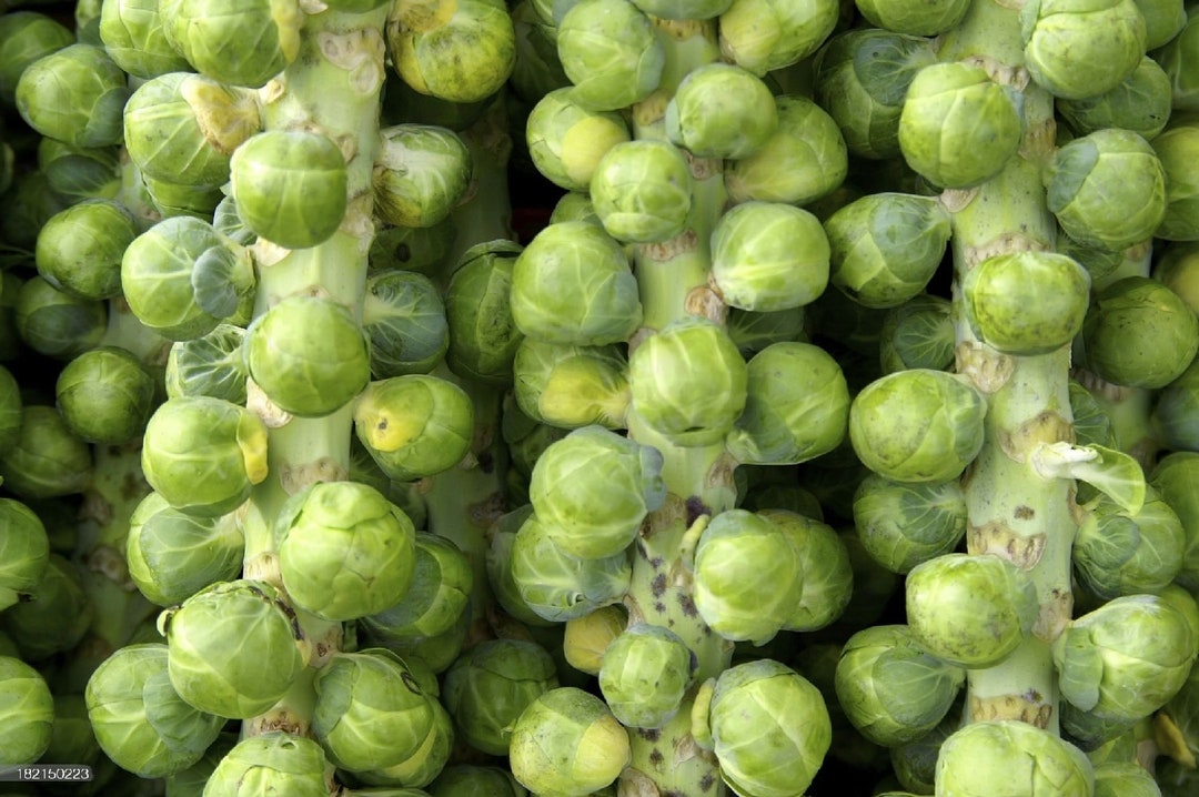 Heirloom Brussel Sprouts Seeds - Etsy
