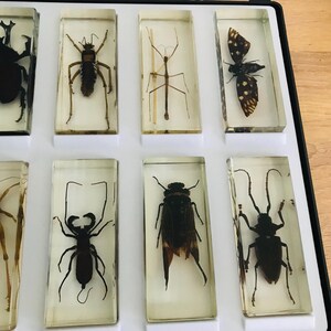 Insect Specimens Display Case, 10 Insect Resin in Showcase, Insect ...