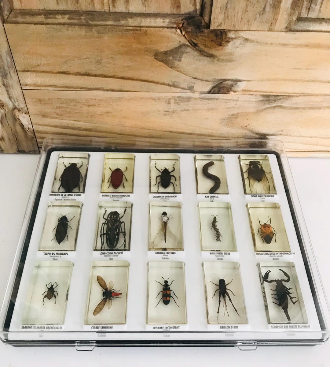 Insect Specimens Display Case, 15 Insect Resin in Showcase, Insect ...