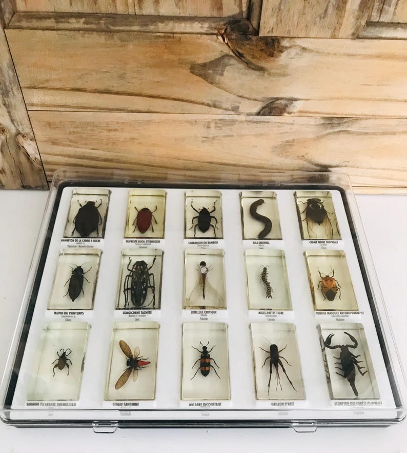 Insect Specimens Display Case, 15 Insect Resin in Showcase, Insect ...