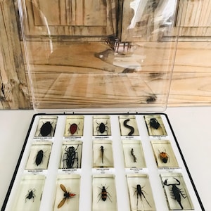 Insect Specimens Display Case, 15 Insect Resin in Showcase, Insect ...