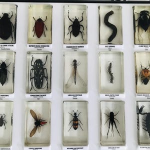 Insect Specimens Display Case, 15 Insect Resin in Showcase, Insect ...