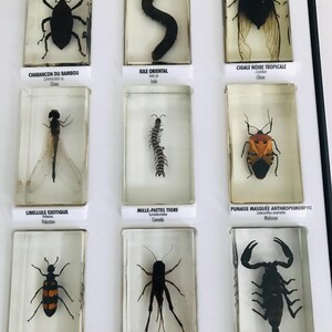 Insect Specimens Display Case, 15 Insect Resin in Showcase, Insect ...