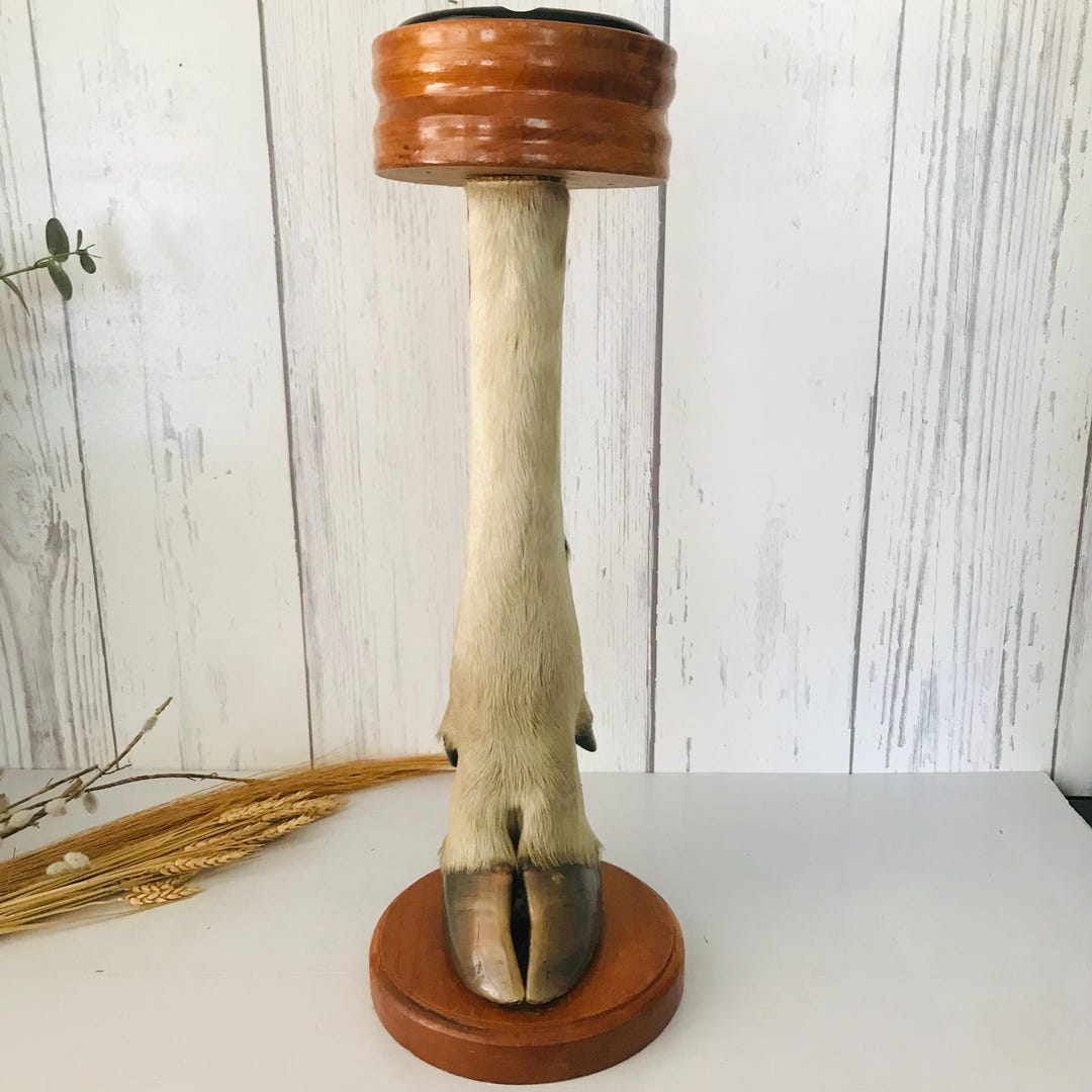 Taxidermy Cow Hoof Ashtray, Vintage Taxidermy Hoof, Cow Leg Tray, Cow ...