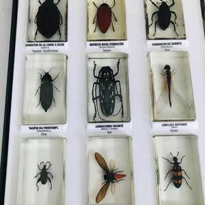 Insect Specimens Display Case, 15 Insect Resin in Showcase, Insect ...