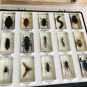 Insect Specimens Display Case, 15 Insect Resin in Showcase, Insect ...
