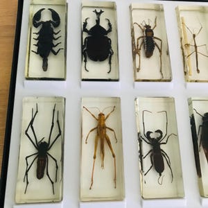 Insect Specimens Display Case, 10 Insect Resin in Showcase, Insect ...