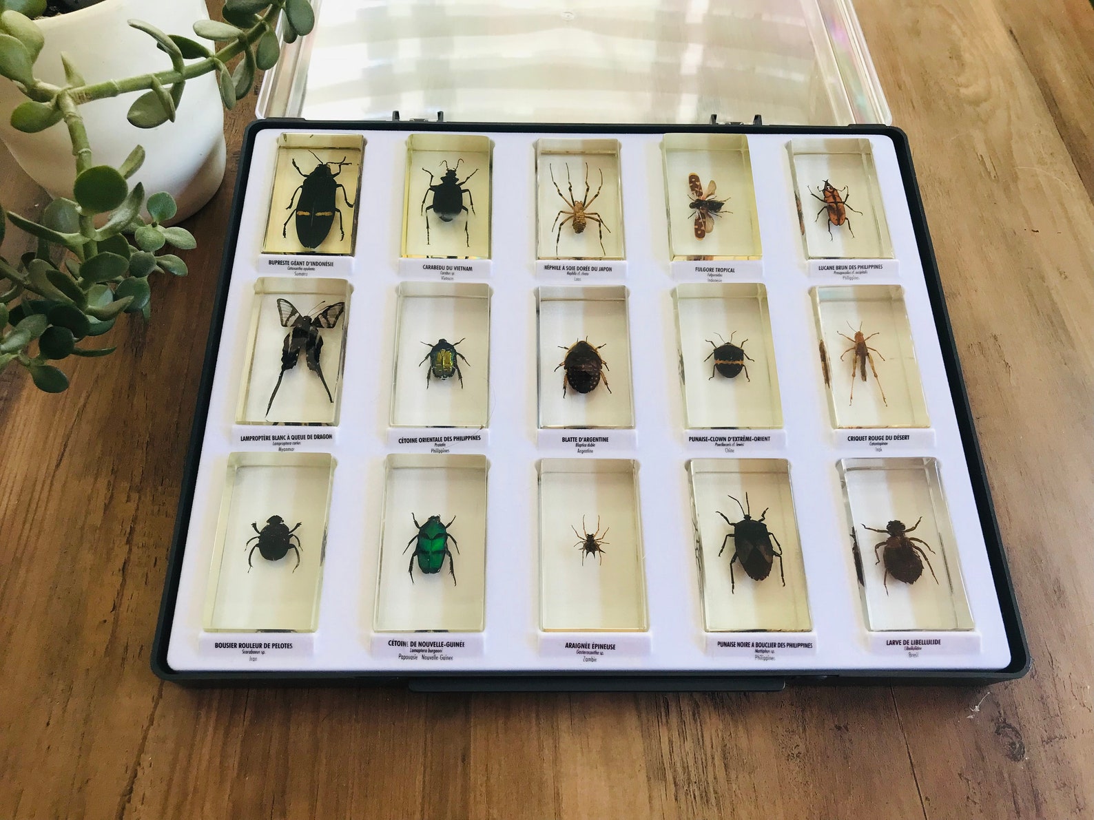 Insect Specimens Display Case, 15 Insect Resin in Showcase, Insect ...