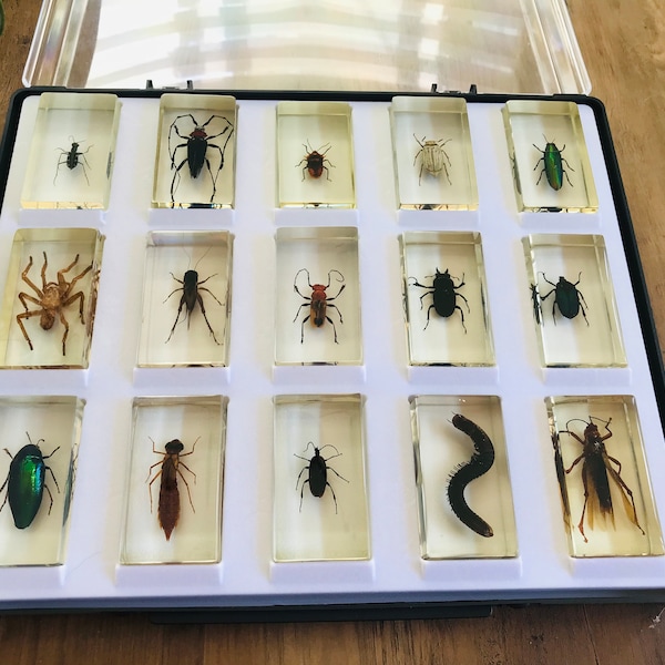 Insect Collection - Etsy
