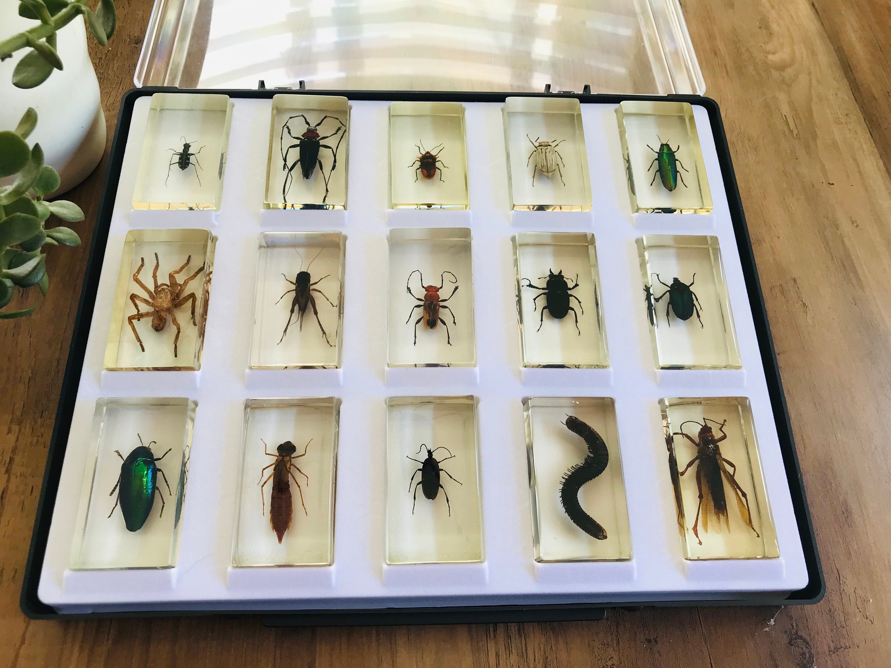 Insect Specimens Display Case, 15 Insect Resin in Showcase, Insect ...