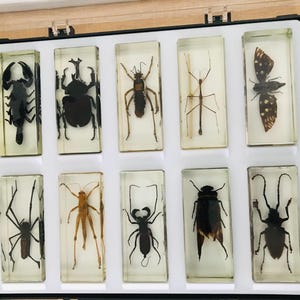 Insect Specimens Display Case, 10 Insect Resin in Showcase, Insect ...