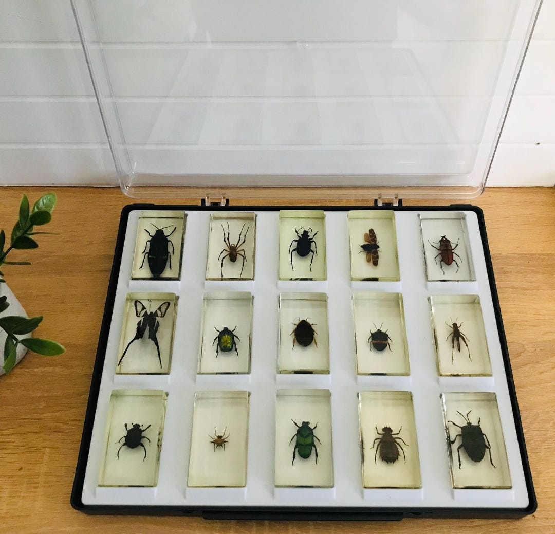 Insect Specimens Display Case, 15 Insect Resin in Showcase, Insect ...