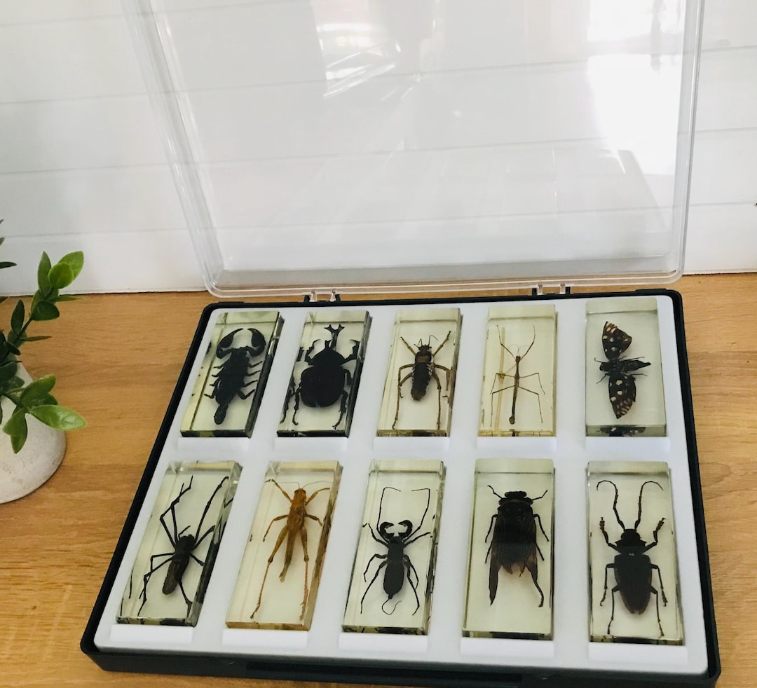 Insect Specimens Display Case, 10 Insect Resin in Showcase, Insect ...