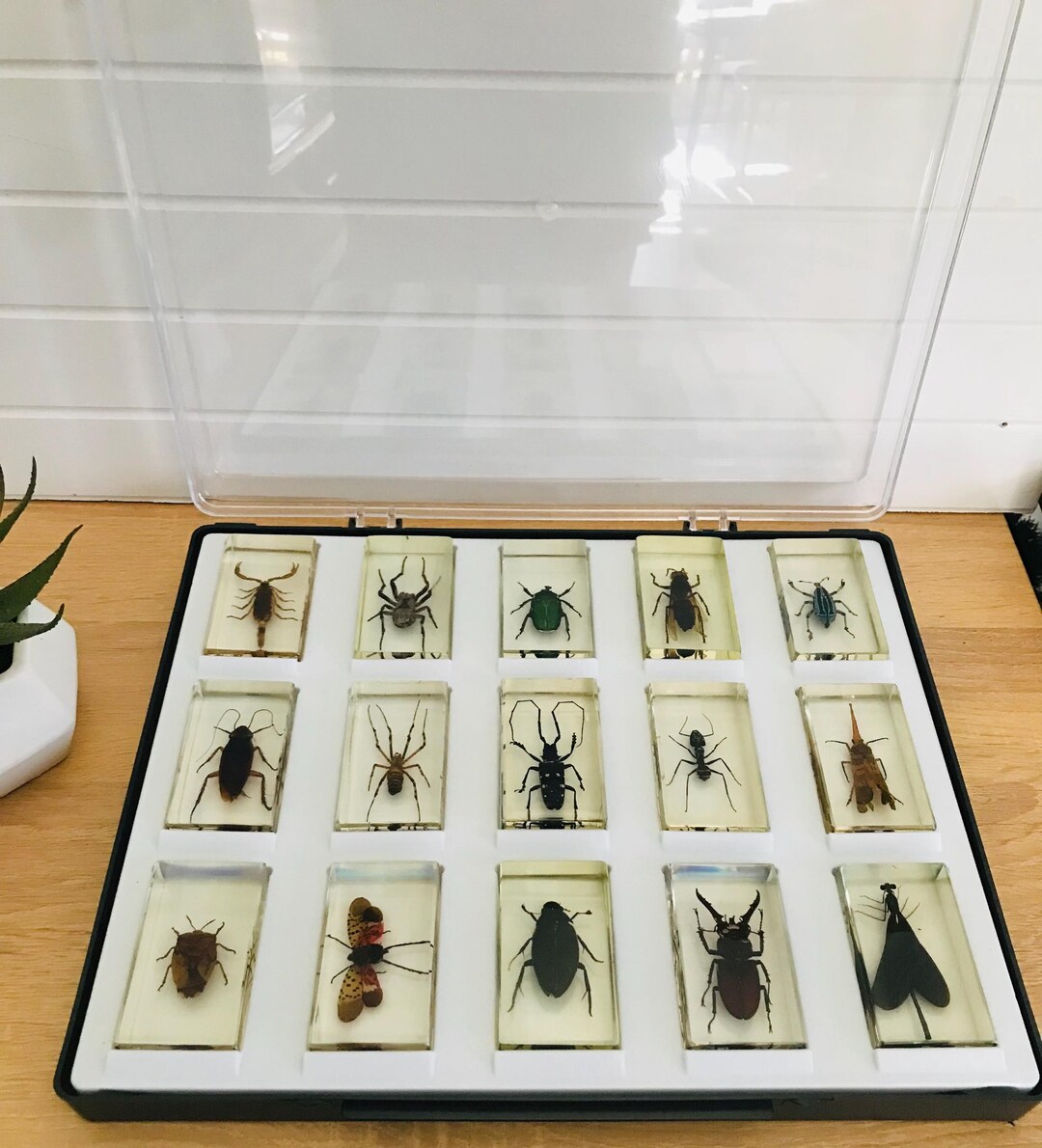 Insect Specimens Display Case, 15 Insect Resin in Showcase, Insect ...