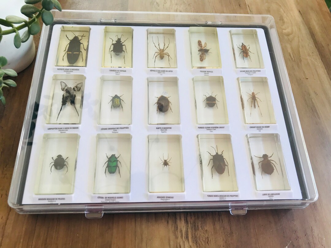 Insect Specimens Display Case, 15 Insect Resin in Showcase, Insect ...