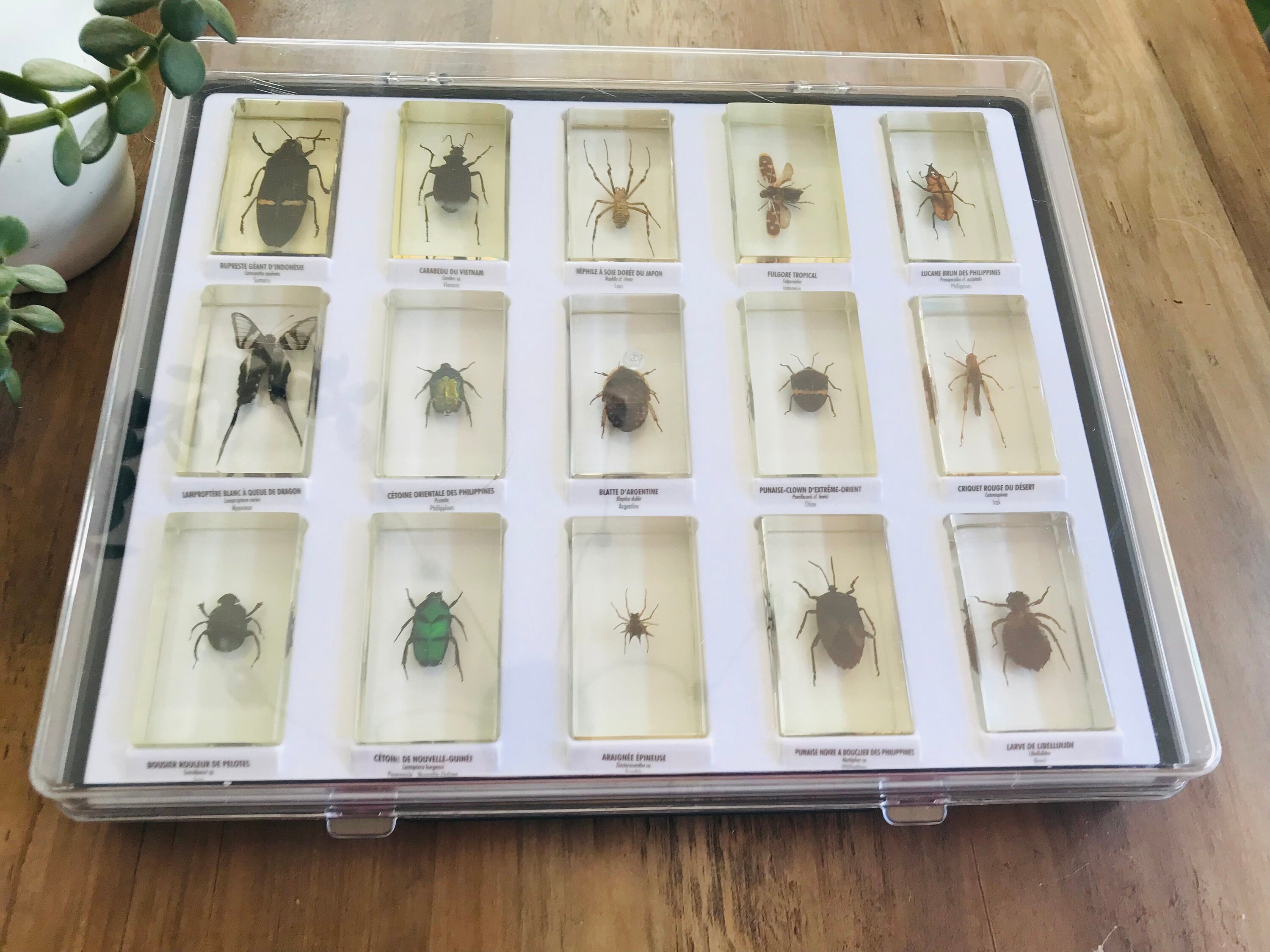 Insect Specimens Display Case, 15 Insect Resin in Showcase, Insect ...