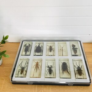 Insect Specimens Display Case, 10 Insect Resin in Showcase, Insect ...