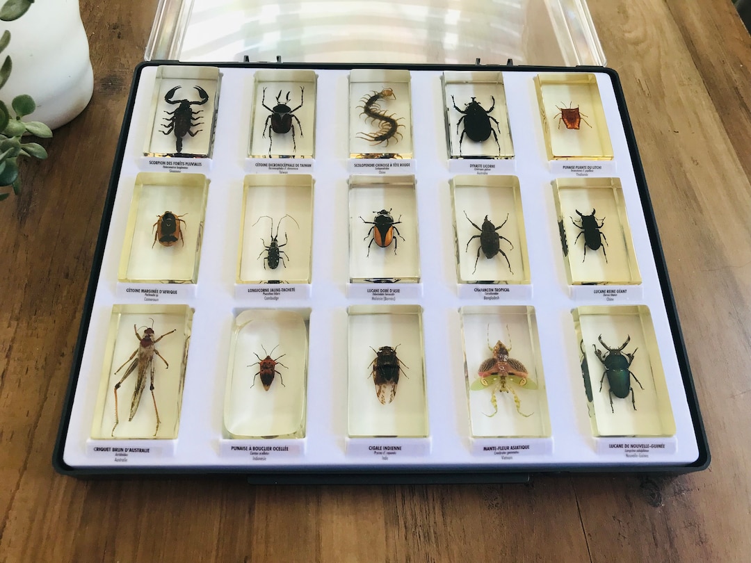 Insect Specimens Display Case, 15 Insect Resin in Showcase, Insect ...