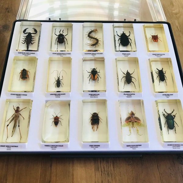Insect Collection - Etsy