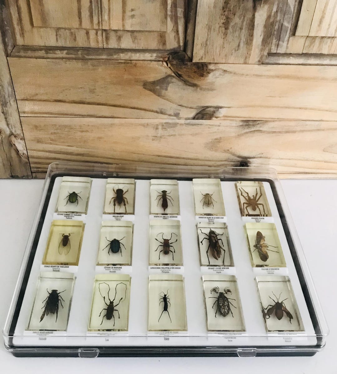 Insect Specimens Display Case, 15 Insect Resin in Showcase, Insect ...